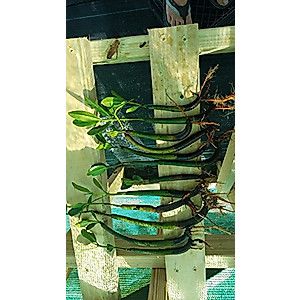 5 LIVE Mangroves - Red Mangrove Seedlings - Filtration, Aquarium, Reef, Tank, Saltwater, Aquatic, Plants