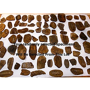 300 Million Yr Old Fern Fossil from Mazon Creek, Illinois w/Free Display Stand, Fact Sheet & 2nd Fossil