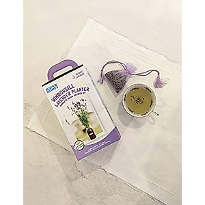 Back to the Roots Lavender Organic Windowsill Planter Kit - Grows Year Round, Includes Everything Needed for Planting