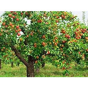 Gala Apple Tree - Grow Fresh Fruit - Live Plant Shipped 1 to 2 Feet Tall by DAS Farms