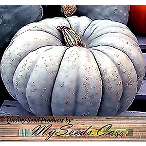 Big Pack (80-90+) Dill Atlantic Giant, Casper White, Cinderella Rouge VIF D'Etampes, & Jarrahdale Blue Pumpkin Seeds - Non-GMO Seeds by MySeeds.Co (Big Pack - Pumpkin Mix II)