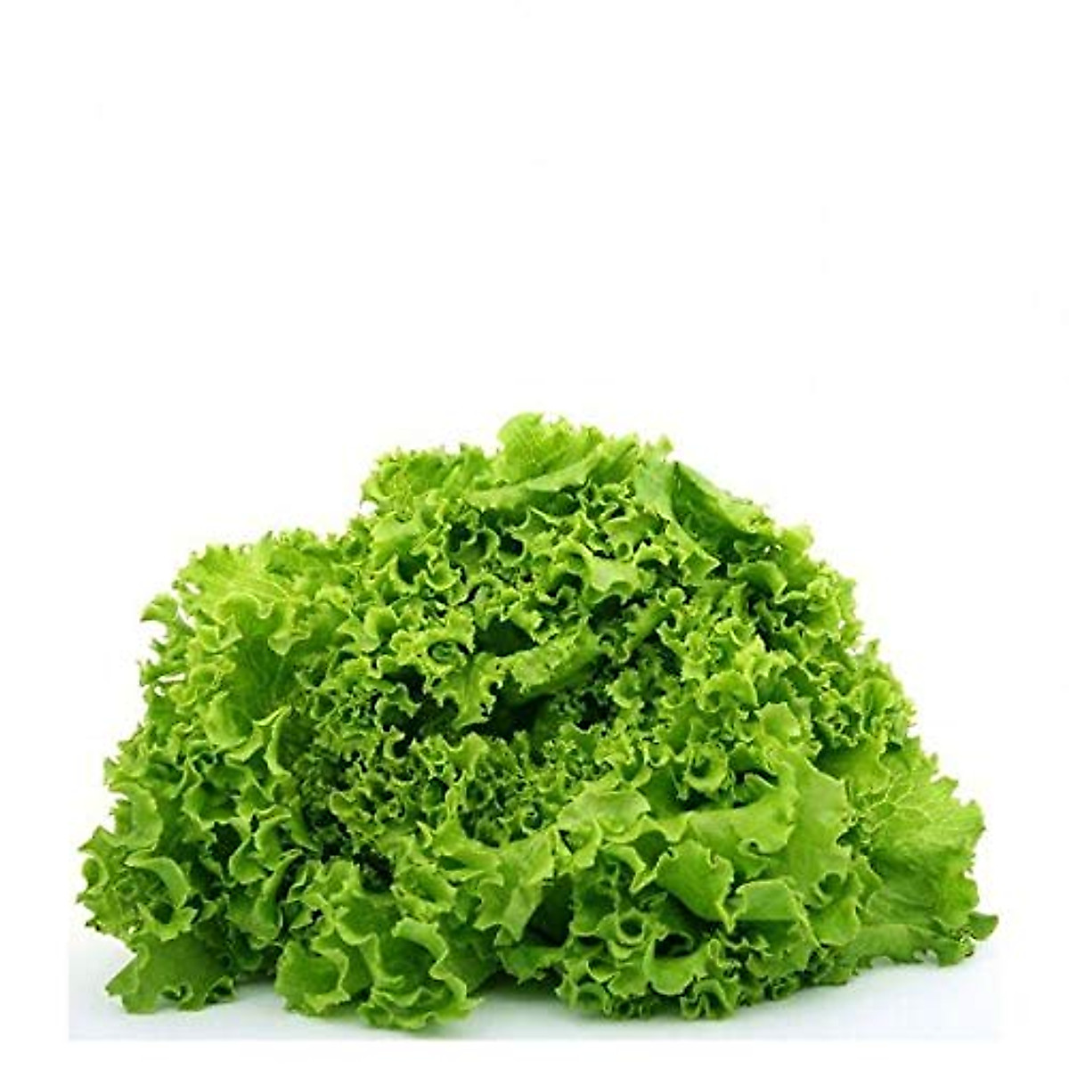 Green Ice Leaf Lettuce Seeds for Planting, 1000+ Heirloom Seeds Per Packet, (Isla's Garden Seeds), Non GMO Seeds, Botanical Name: Lactuca Sativa, Great Home Garden Gift