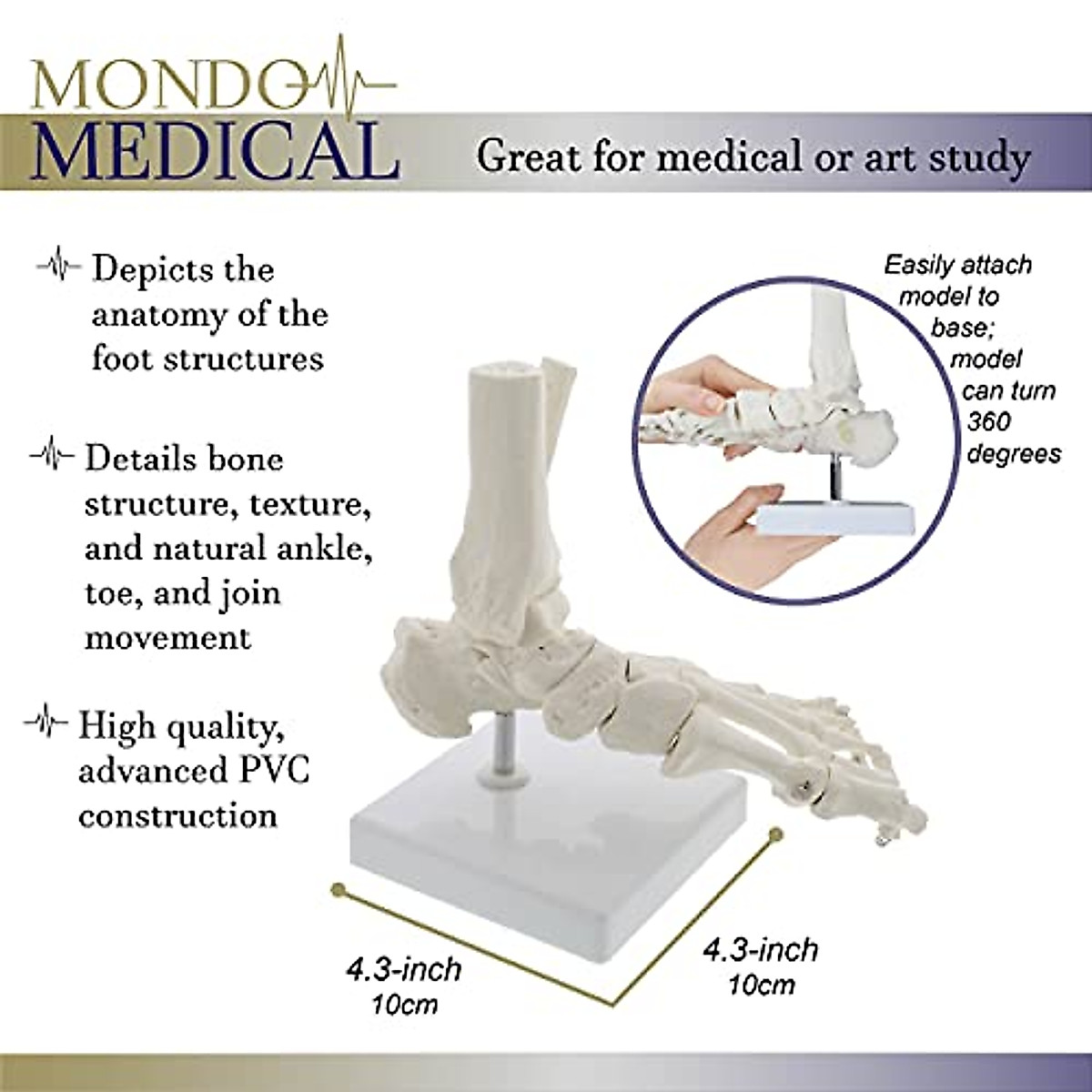 MonMed Medical Models Life Size Foot and Ankle Model – Anatomical Foot Model, Skeleton Bones, Human Skeleton Model