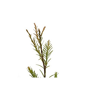 Coast Redwood | Medium Tree Seedling | The Jonsteen Company