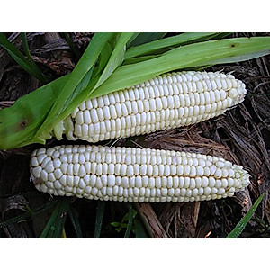 70 Stowell's Evergreen Sweet Corn Seeds Heirloom Non GMO 14+ Grams Garden Vegetable Bulk Survival