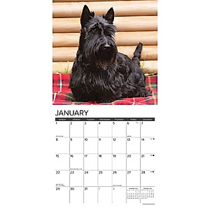 Just Scotties 2023 Wall Calendar