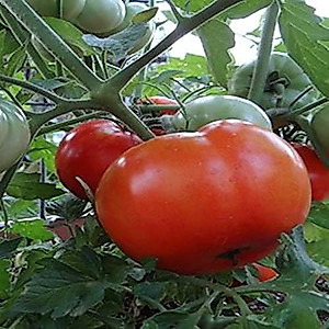 PAPAW'S GARDEN SUPPLY LLC. HELPING THE NEXT GENERATION GROW! Heat Master Hybrid Tomato Seeds, Non-GMO, 1 Pack of 20 Seeds