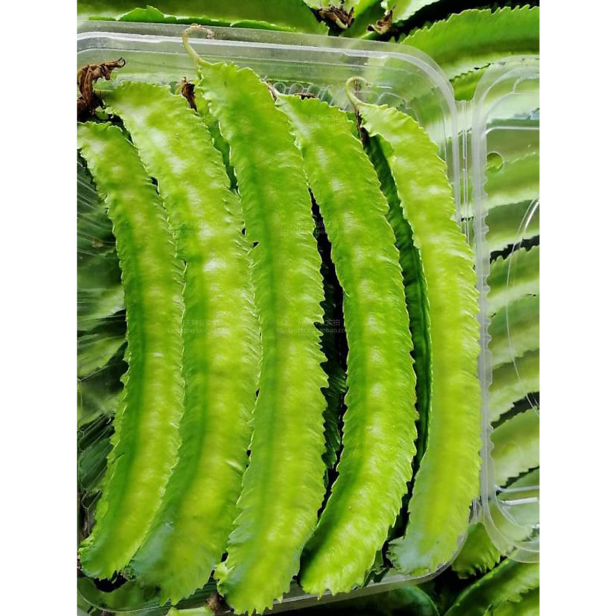 VAACNEE 15pcs Winged Pea Seeds Four Angled Bean Dragon Bean Seeds