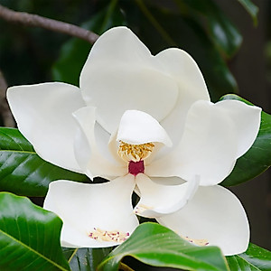 QAUZUY GARDEN 10 Premium Southern Magnolia Grandiflora (Big Laurel) Bull Bay Seeds for Planting | Fragrant Perennial Evergreen Tree Attract Pollinators Striking Accent Privacy Screen