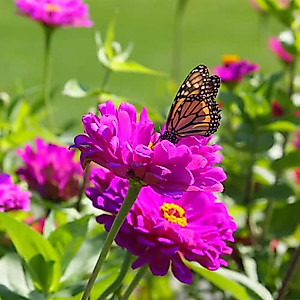 Park Seed Park's Picks Purple Zinnia Seeds, Pack of 50 Seeds