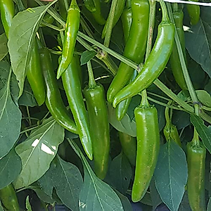 Pepper Seeds - Hot - Korean - Gochujang King - Hybrid - 500 Mg Packet ~50 Seeds - Non-GMO, F1 Hybrid - Asian Garden Vegetable