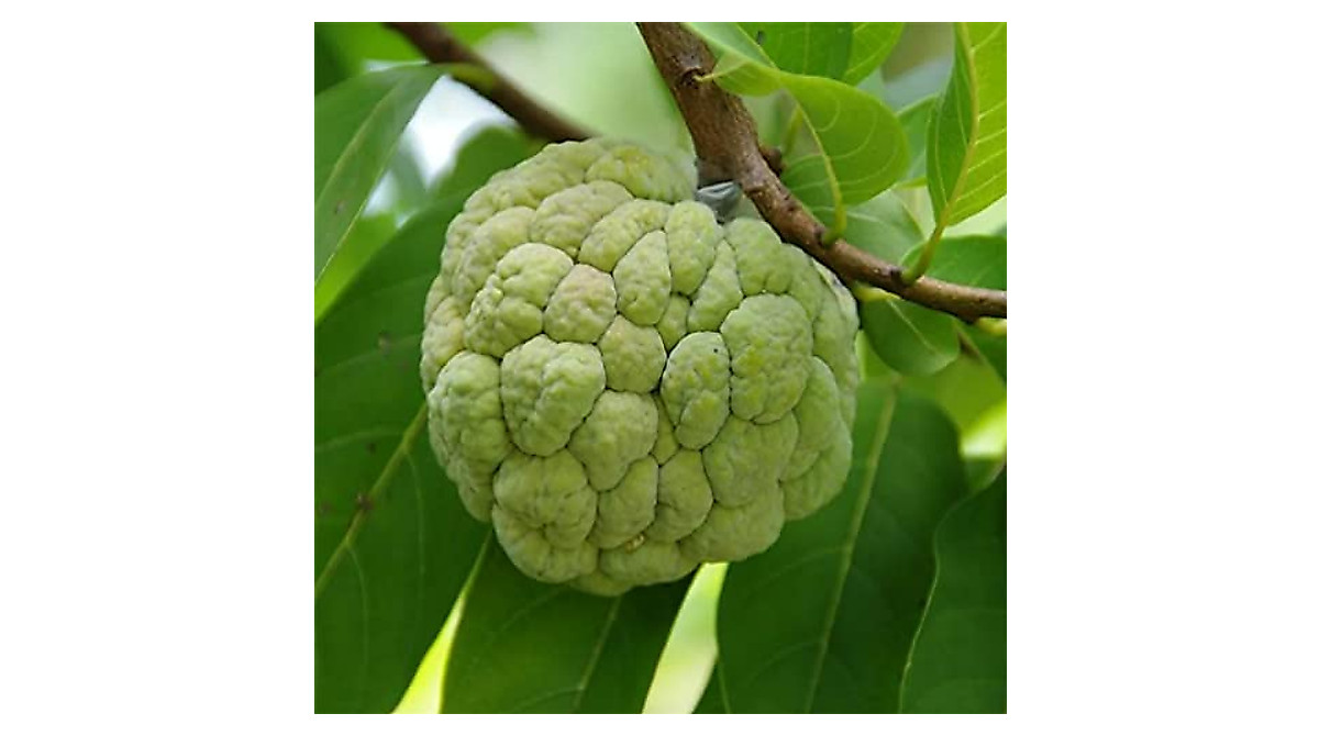 Buy 50+ Custard Apple Seeds | Grow Your Annona Muricata Tree