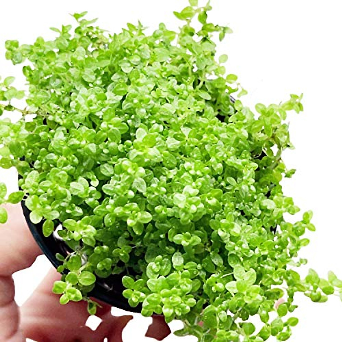 Planterest - Dwarf Baby Tears Hemianthus Callitrichoides 'Cuba' Potted Live Aquarium Plant Tropical Freshwater Decorations BUY2GET1FREE