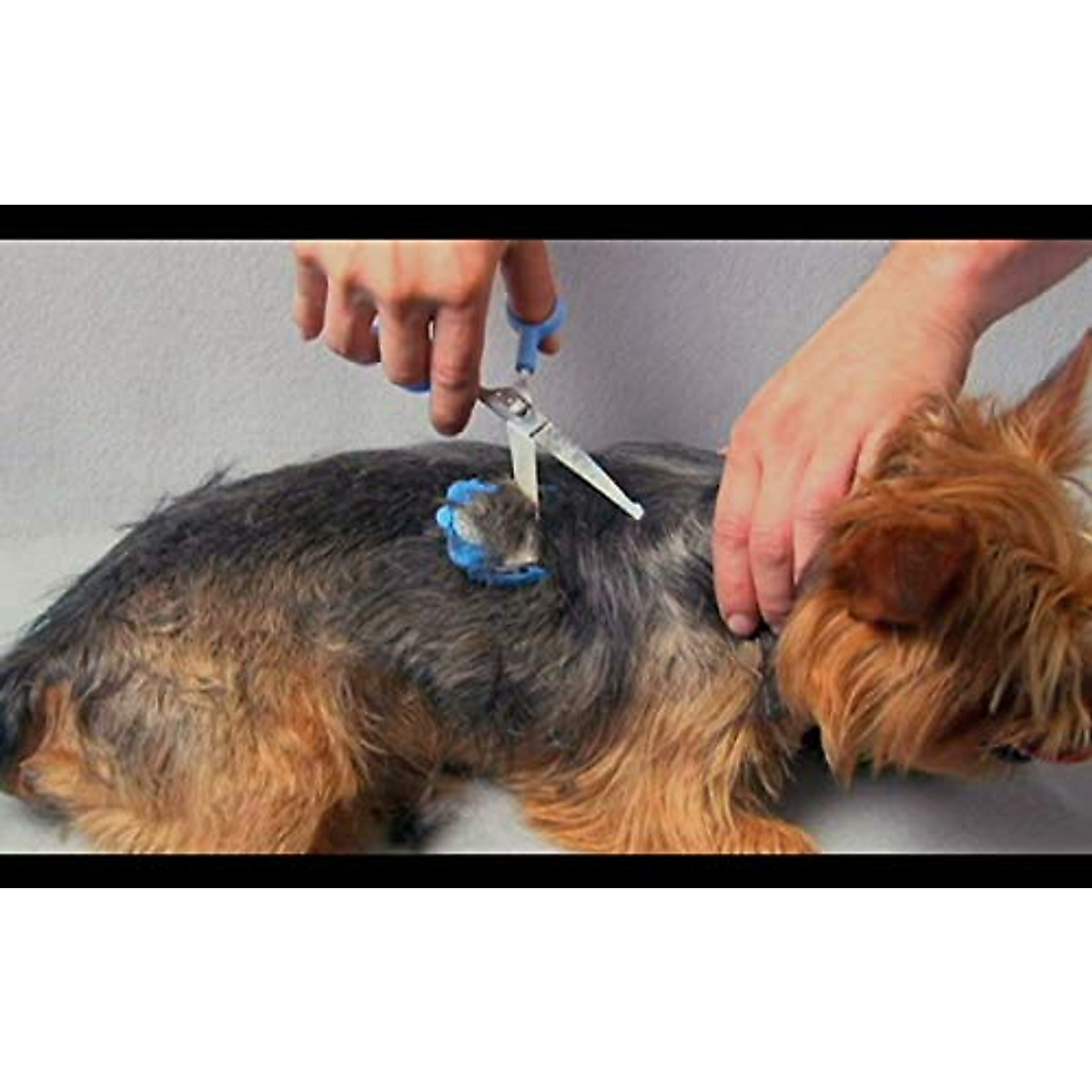 SCAREDY CUT Silent Pet Grooming Kit for Dog, Cat and All Pet Grooming - A Quiet Alternative to Electric Clippers for Sensitive Pets (Right-Handed Blue)