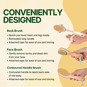 Asani Dry Brushing Body Brush Set for Lymphatic Drainage & Cellulite - 3-Pcs Detachable Back, Contour Body & Face Brushes Organic Gift for Dry Skin, Exfoliation, Invigorating Showers