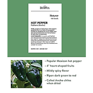 Burpee Poblano' (Ancho) 4" Heart-Shaped Dark Green to Red Peppers, 100 Seeds