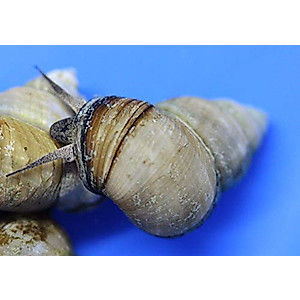 (10) Pack of Trapdoor Snails Live for Aquarium Pond or Fish Tank