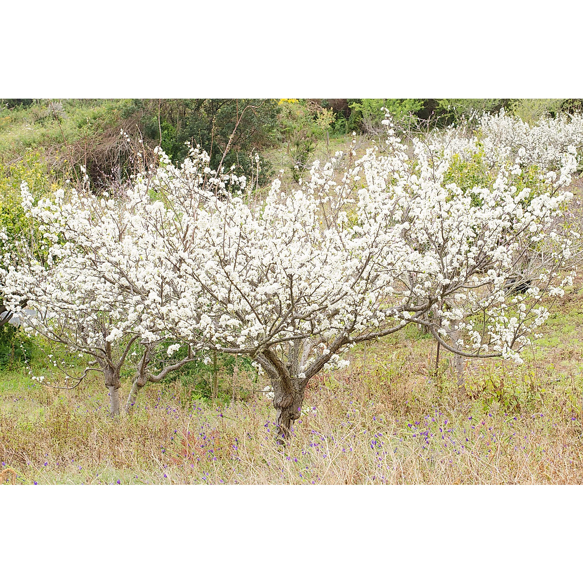 Wild Plum Tree Seeds for Planting - 10 Seeds of Prunus umbellata - Made in USA, Ships from Iowa - Popular Outdoor Tree or Bonsai