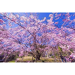 Weeping Cherry Tree Seeds for Planting | 10+ Seeds | Highly Prized for Bonsai, Weeping Cherry Tree - 10+Seeds - Outdoor Flowering Tree