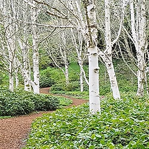 QAUZUY GARDEN White Paper Birch Tree Seeds (Betula papyrifera) 50+Seeds Canoe Birch Seeds Stunning Fall Color Tree Hardy Fast-Growing Low-Maintenance