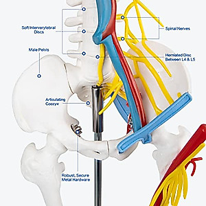 Human Skeleton Model for Anatomy, 33.5’’ Tall Medical Anatomical Skeleton with Removable Arms and Legs, Nerves Arteries Painted Muscle Insertion and Origin Points for Medical Study and Display