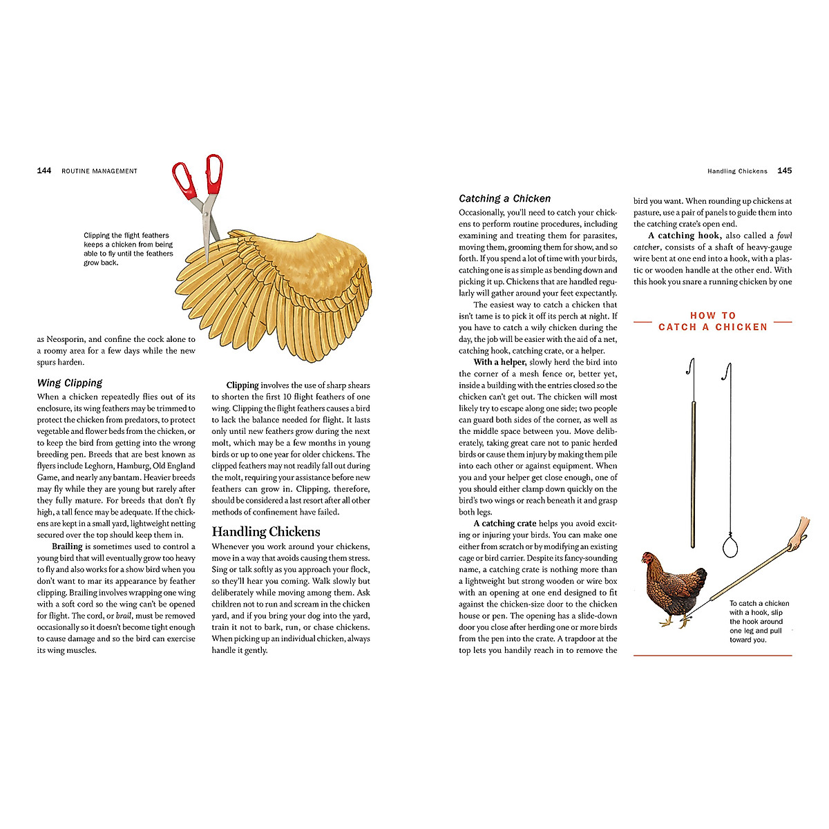 Storey's Guide to Raising Chickens, 4th Edition: Breed Selection, Facilities, Feeding, Health Care, Managing Layers & Meat Birds
