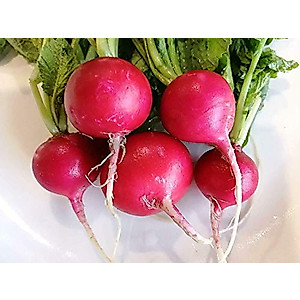 Cherry Belle Radish Seeds for Planting, 100+ Heirloom Seeds Per Packet, (Isla's Garden Seeds), Non GMO Seeds, Botanical Name: Raphanus sativus, Great Home Garden Gift