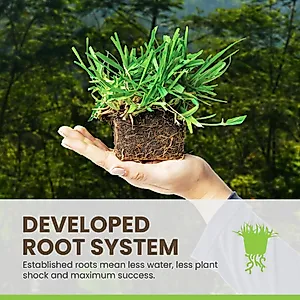 Cannot Ship to California/AZ SodPods® St Augustine Floratam Grass Plugs (32-Count) Natural, Affordable Lawn Improvement