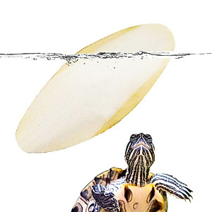 SunGrow 2 Pack Cuttlefish Bones, 6 inch, Made with Real Cuttle Fish, Calcium Source for Parakeets, Turtles, Dog, Chicken, Pleco, Snails, and Shrimps