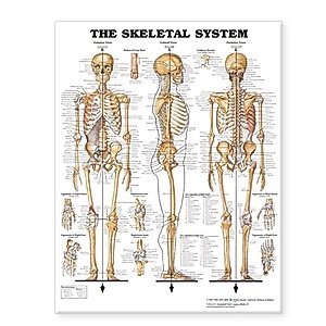 The Skeletal System Giant Chart