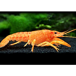 Aquatic Arts 1 Male Neon Red Crayfish | Live Freshwater Aquarium Lobster / Crawfish / Crawdad / Real Living Fish Tank Pet