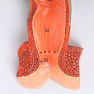 Axis Scientific Human Digestive System Model | Half Life-Size Digestive System Displays Opened Organs | Includes GI-Tract and Colon | Includes Product Manual