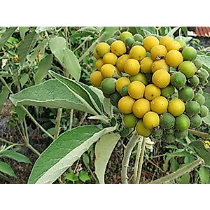 1203-Cocono (Solanum Topiro) Seeds by Robsrareandgiantseeds UPC0764425788560 Non-GMO,Organic,Historic Plants, Bonsai, Tropical Fruit,1203 Package of 5 Seeds