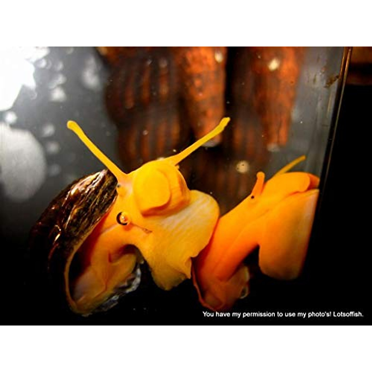 Family of (6) Assorted Rabbit Snails 1-2" Freshwater Live Snail for Fish Tank Aquarium Tylomelania