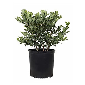 Premier Rabbiteye Blueberry Bush (2.5 Quart) Fruit-Bearing Deciduous Shrub - Full Sun Live Outdoor Plant