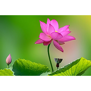 35+ Mixed Bowl Lotus Seeds, Lotus Seeds, Bonsai Lotus Seeds for Planting (Nelumbo), Water Lily Seeds, Can Purify Water and Air