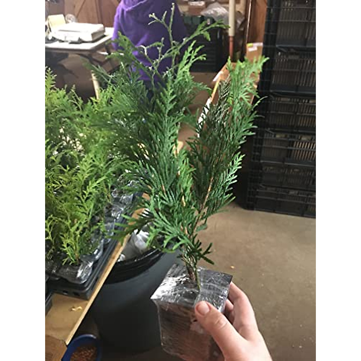 10 Thuja Green Giant Arborvitae 8-12" tall trees