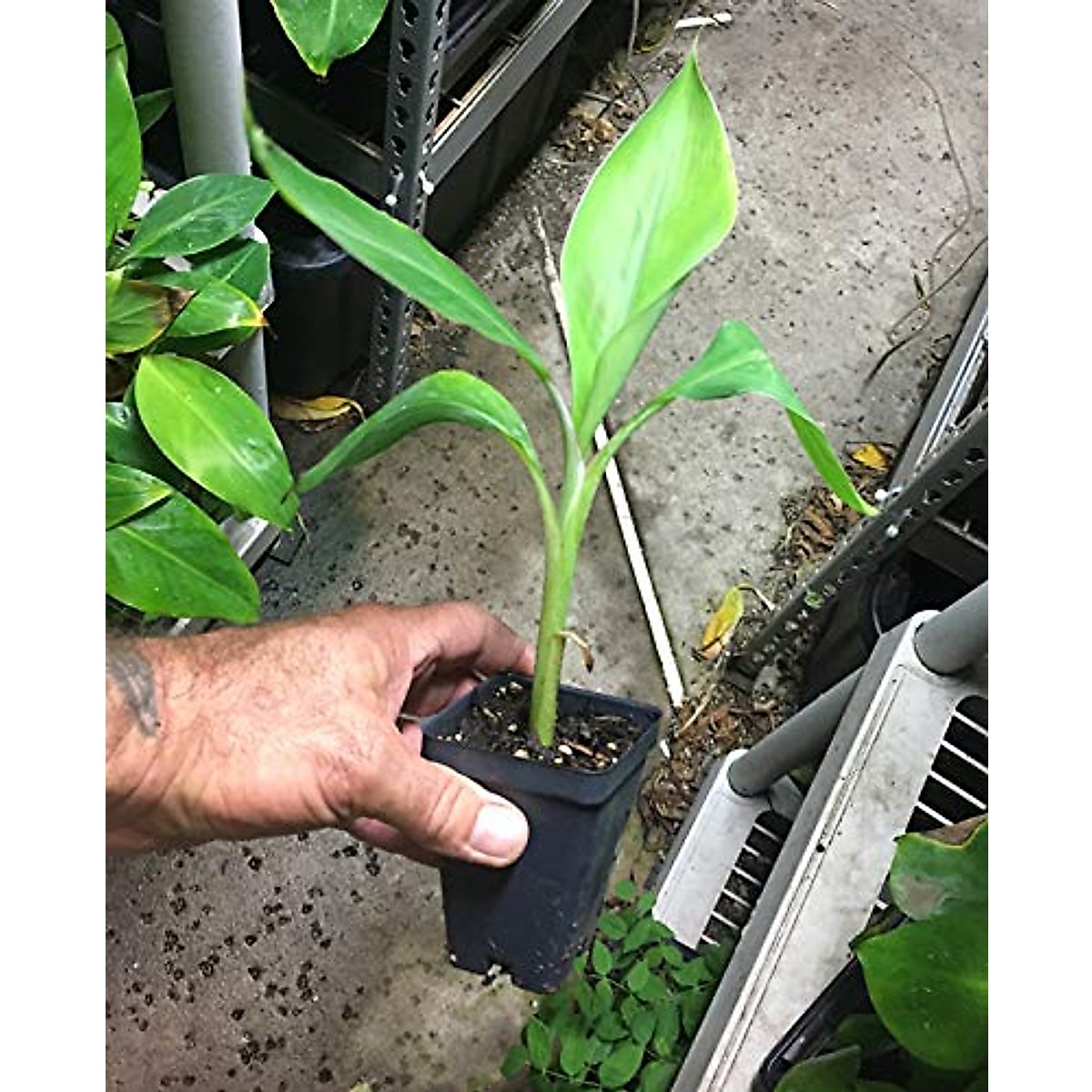 Dwarf Apple Banana - Live Plant - Dwarf Brazillian Banana - Dwarf Hawaiian Apple Banana