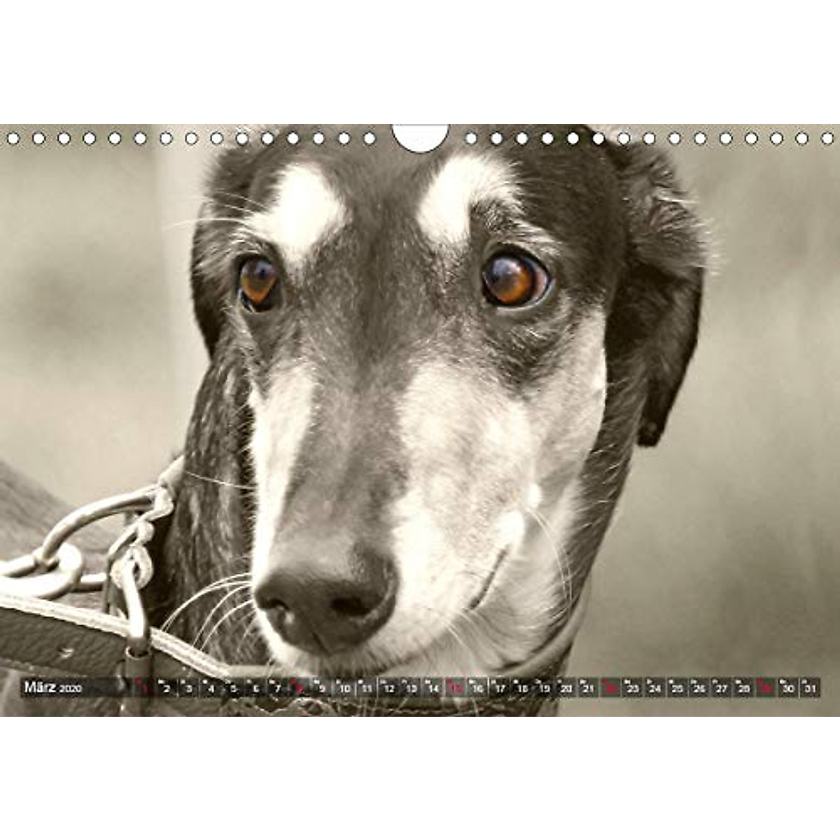 Windhunde eye-catcher (Wandkalender 2020 DIN A4 quer): Sepia-colorierte Fotos vom Galgo Español (Monatskalender, 14 Seiten )