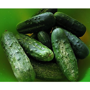 100+ Cucumber Seeds- Boston Pickling Heirloom
