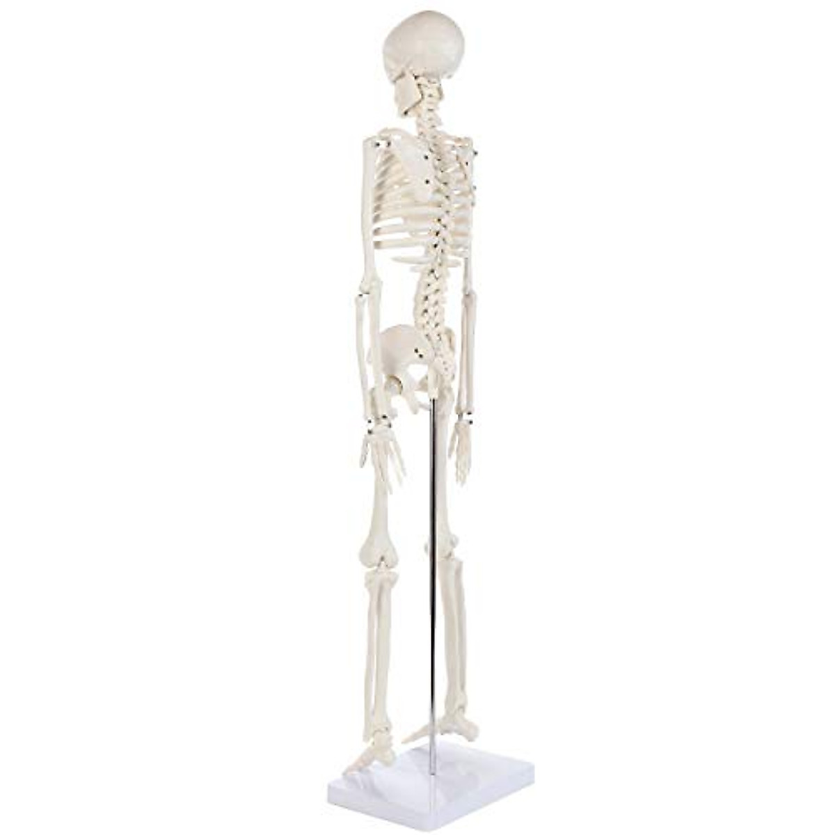 Anatomy Lab Human Skeleton Model, 34" Mini Skeleton Replica Mounted to Base for Display, with Removable Skull Cap, Movable Arms and Legs, and Details of Human Bones