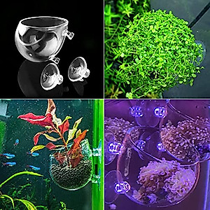 Crystal Glass Aquatic Plant Cup Pot Holder,Fashionclubs Aquarium Tank Live Plant Glass Pot Red Shrimp Holder with 2 Suckers,Fish Tank Aquascape Decor,2-Pack