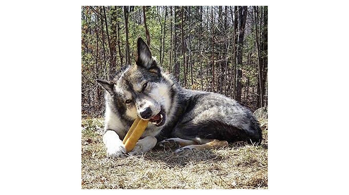 Giant Dog Chews: Natural Yak Cheese Treats