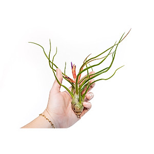 Air Plant Shop Large Bulbosa Belize Air Plants - Succulents - Live Tillandsia - Easy Care Indoor and Outdoor House Plants (Pack of 1)