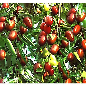 MySeeds.Co - BIG PACK Seeds Big Pack Survival Flower Fruit Garden Seeds, Exotic Rare Non-GMO and Heirloom Variety Limited Quantity, You Choose The Color (Jujube)