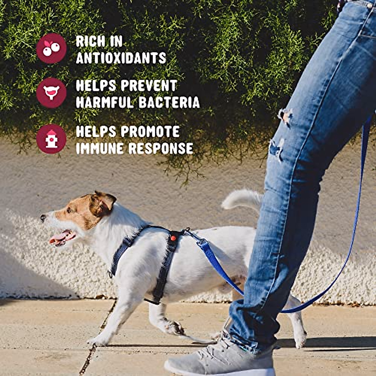 Active Chews | Cranberry Supplement for Dogs | Dog UTI, Bladder Control for Dogs | Dog Kidney Support, Dog Cranberry Supplement, Dog Health Supplies, Dog Incontinence Products | 120 ct