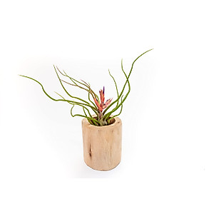 Air Plant Shop Large Bulbosa Belize Air Plants - Succulents - Live Tillandsia - Easy Care Indoor and Outdoor House Plants (Pack of 1)