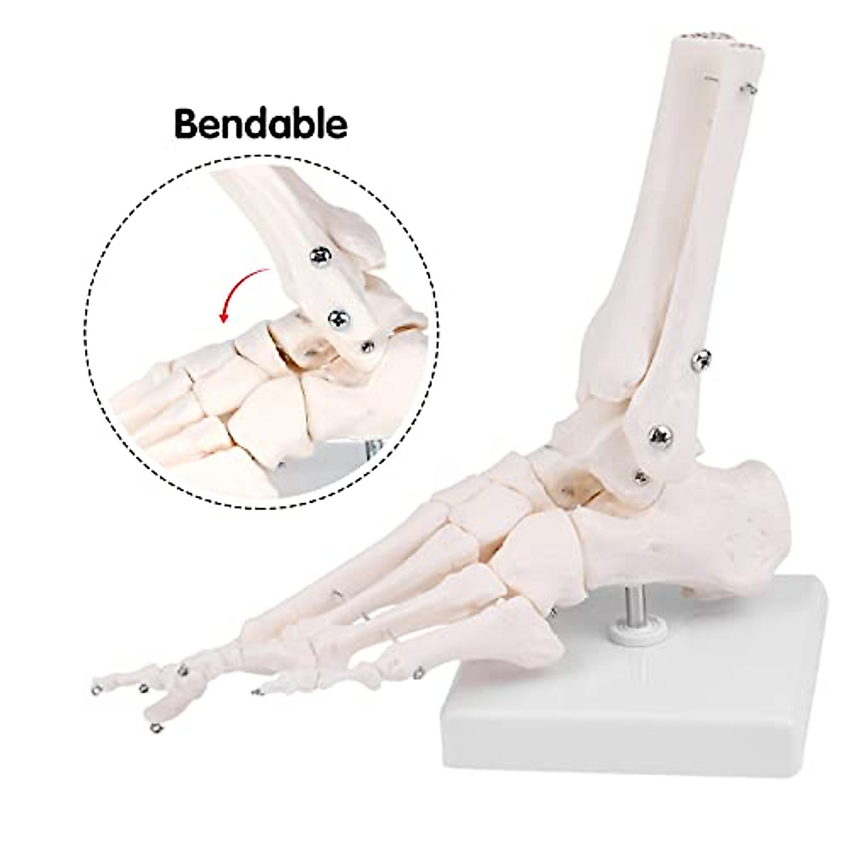 MIIRR Human Foot Skeletal Model,with Tibia and Fibula, Life Size Full Joint Model of Foot and Ankle, Suitable for Teaching and Research Tools