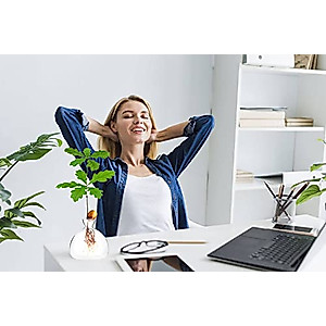 Acorn Sprouting Seed Starter Planter Vase Terrariums Pot Acorn Tree Growing Kit Deco Glass Bulb Propagation Vases Grow Acorn Trees at Home Acorn Tree Growing Kit Unusual Gardening Gifts for Her Him