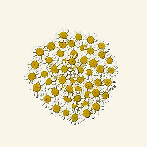 Aveeno Ultra-Calming Daily Facial Moisturizer for Sensitive, Dry Skin with Broad Spectrum SPF 15 Sunscreen, Feverfew & Nourishing Oat, Oil-Free and Hypoallergenic, Basic, Unscented, 4 Fl Oz